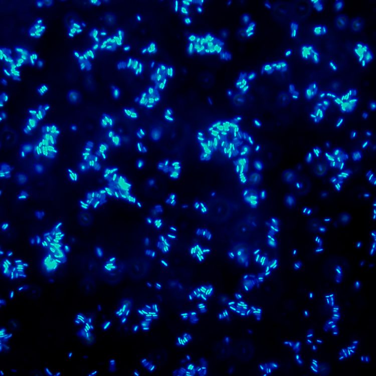 Gallery – BACTERIA